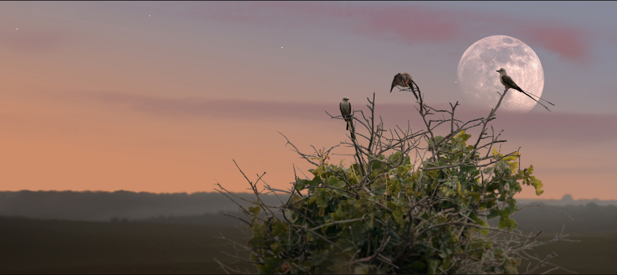 Aaron Higgins: The landscape has it all - Niio Blog